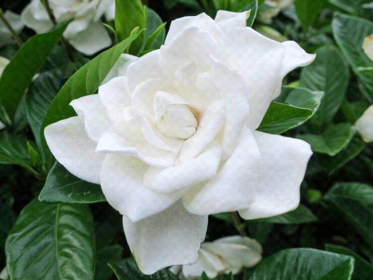 ZIZAWAの花（梔子の花） - Foyer style Fan.