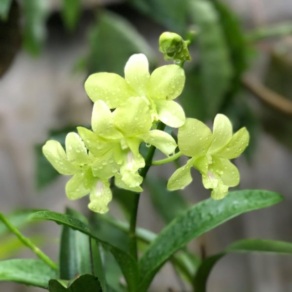 dendrobium green - Foyer style Fan.